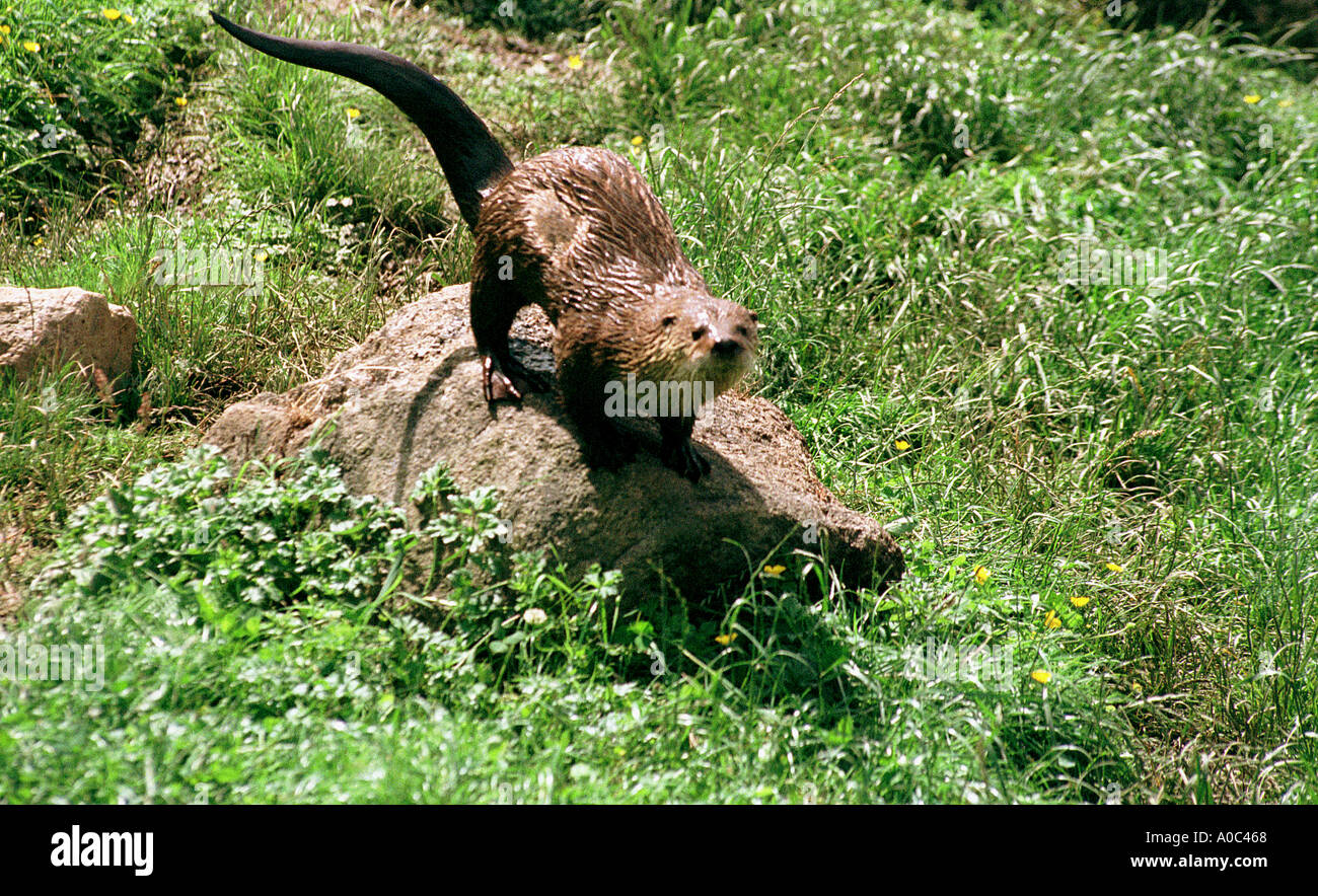 Otter Butterfly and Otter sanctuary South Devon Stock Photo - Alamy