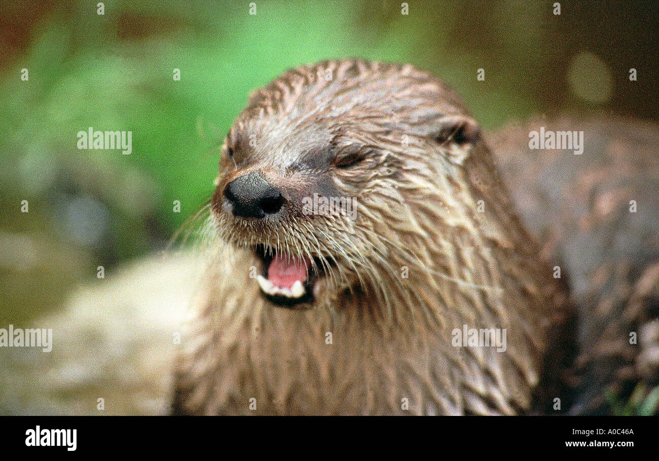 Otters at Butterfly and Otter Sanctuary South Devon Stock Photo - Alamy