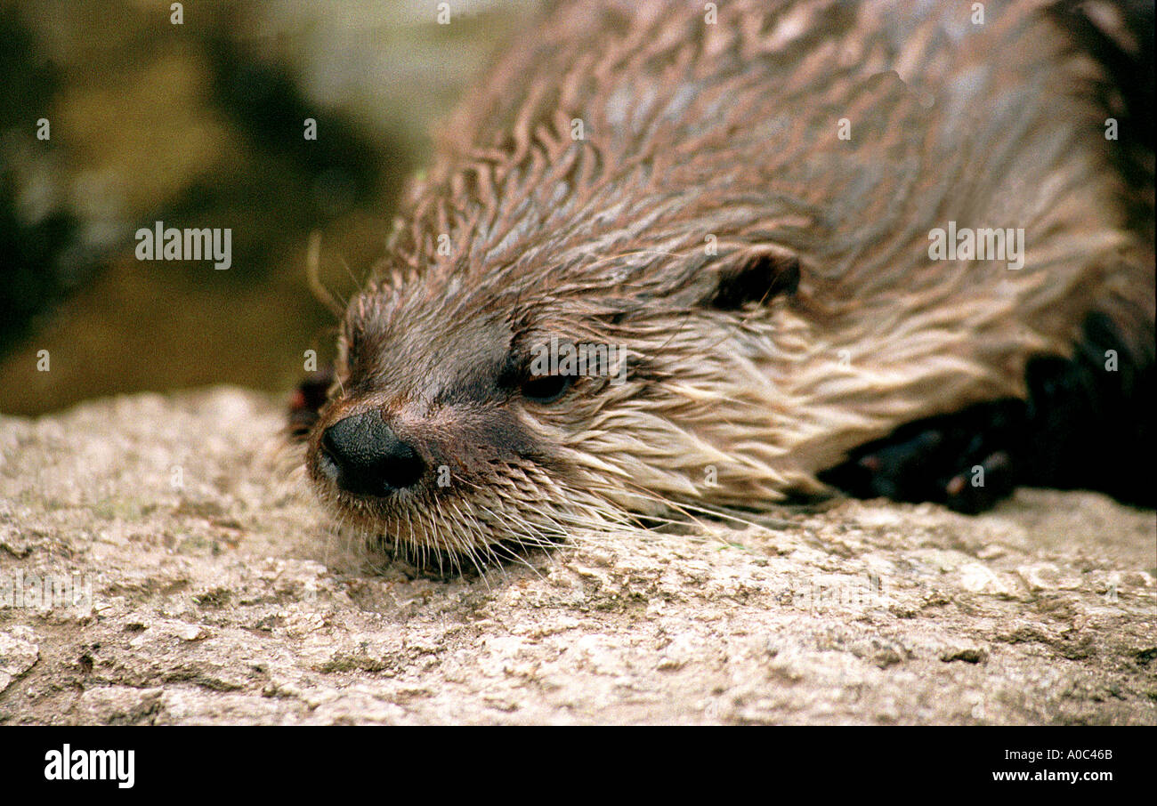 Otters at Butterfly and Otter Sanctuary South Devon Stock Photo - Alamy
