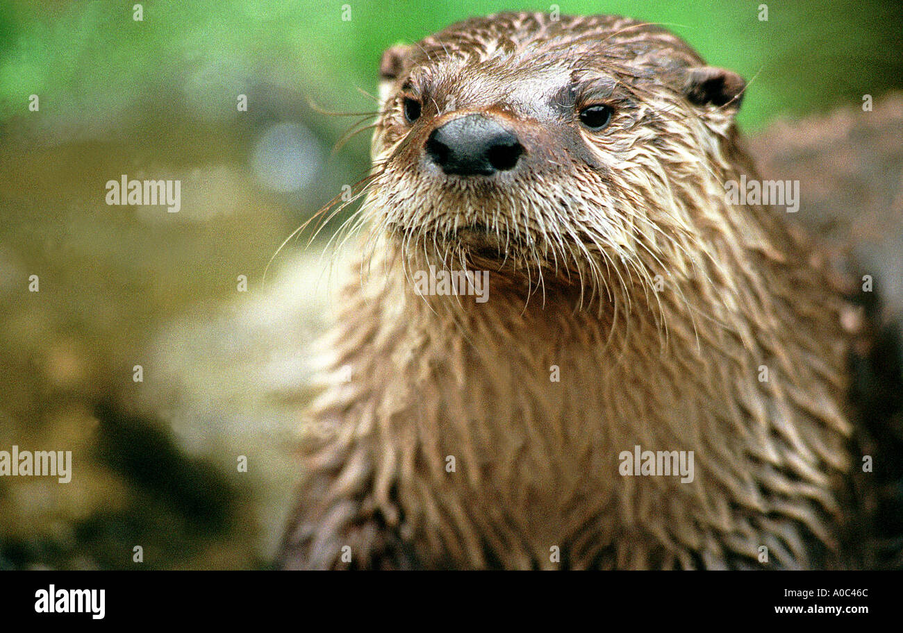 Otter at the Butterfly and Otter sanctuary South Devon Stock Photo - Alamy