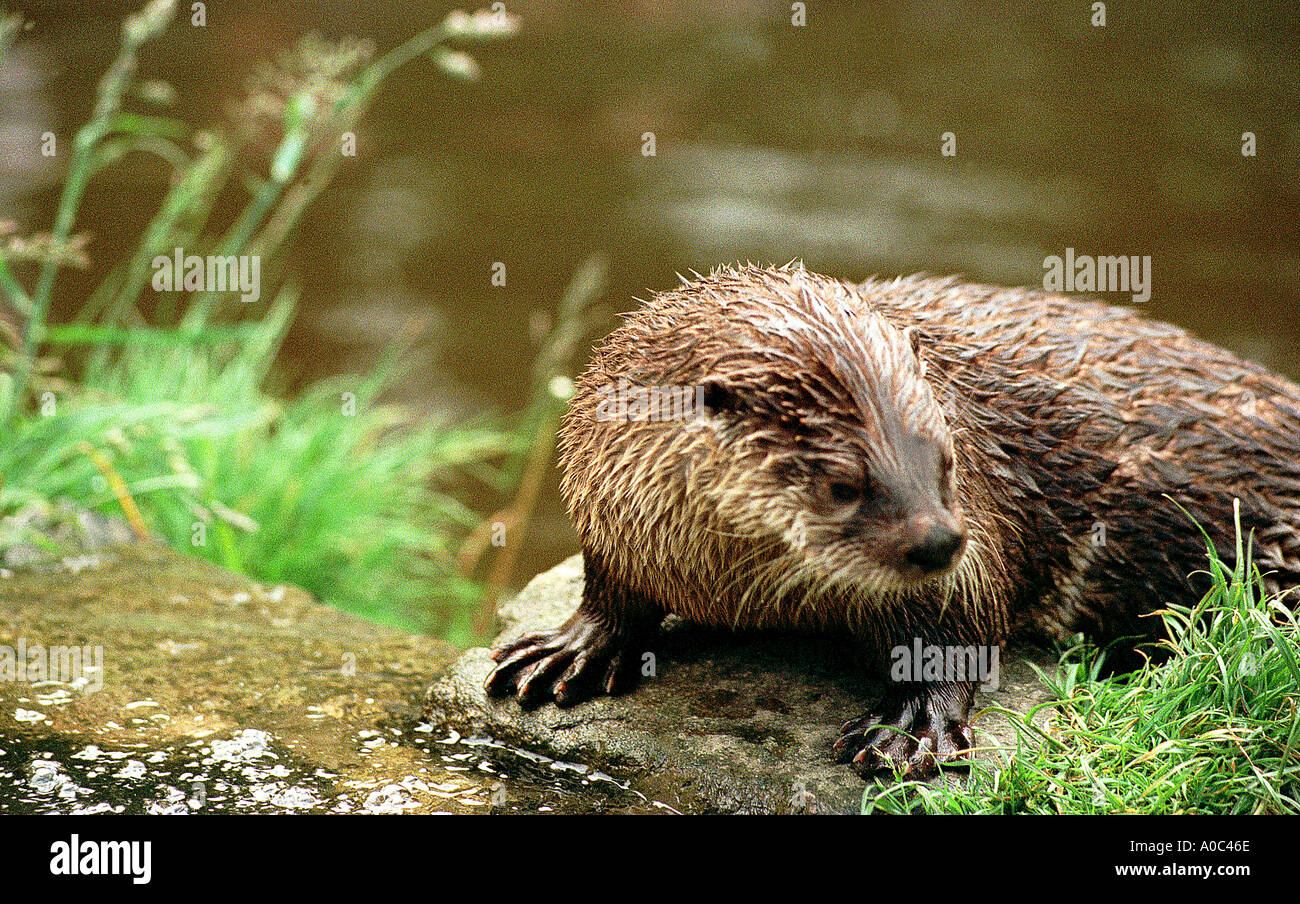 Canadian otters hi-res stock photography and images - Alamy