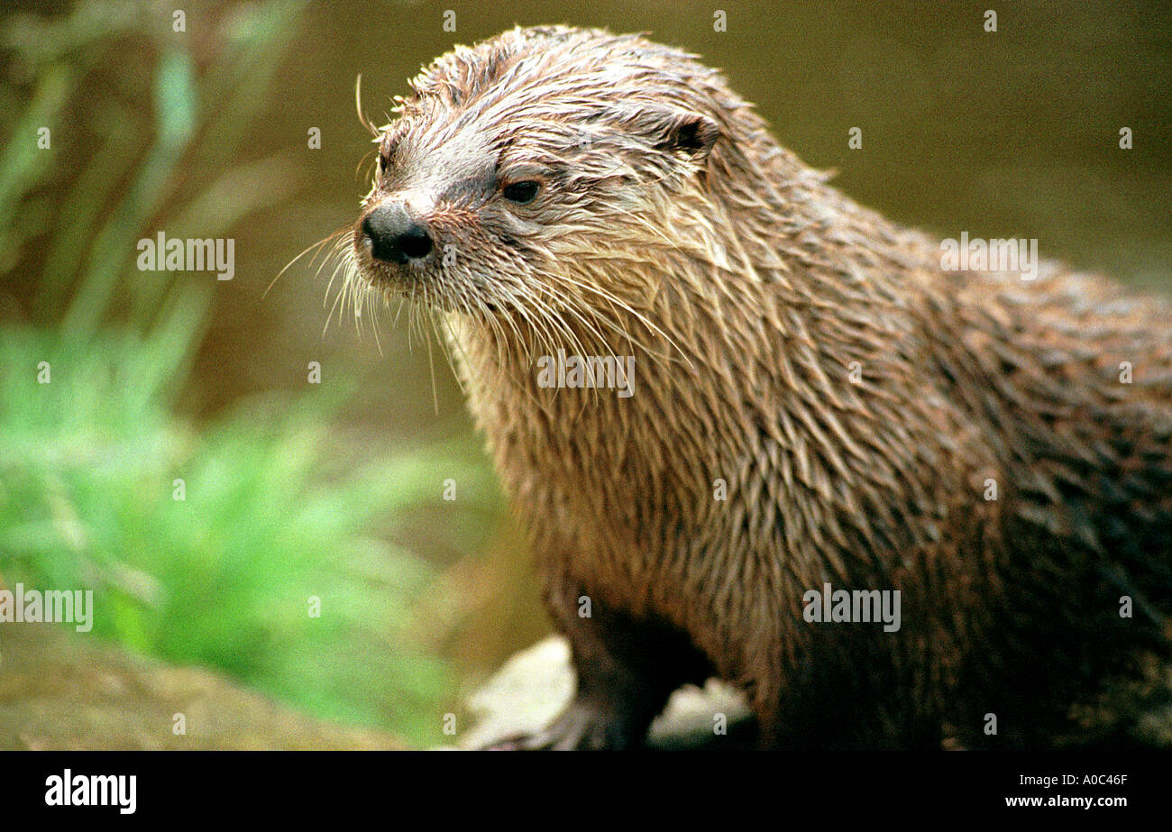 Otter in captivity Butterfly and Otter Sanctuary South Devon Stock ...