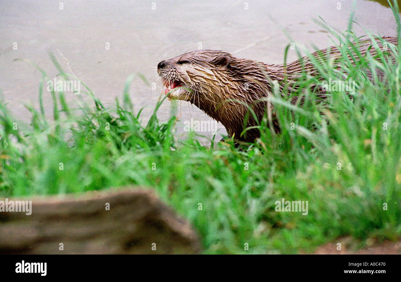 Otters in captivity at the Butterfly and Otter sanctuary South Devon UK ...