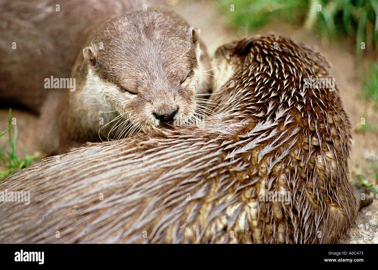 Otters at the Butterfly and Otter sanctuary at Buckfast, South Devon UK ...