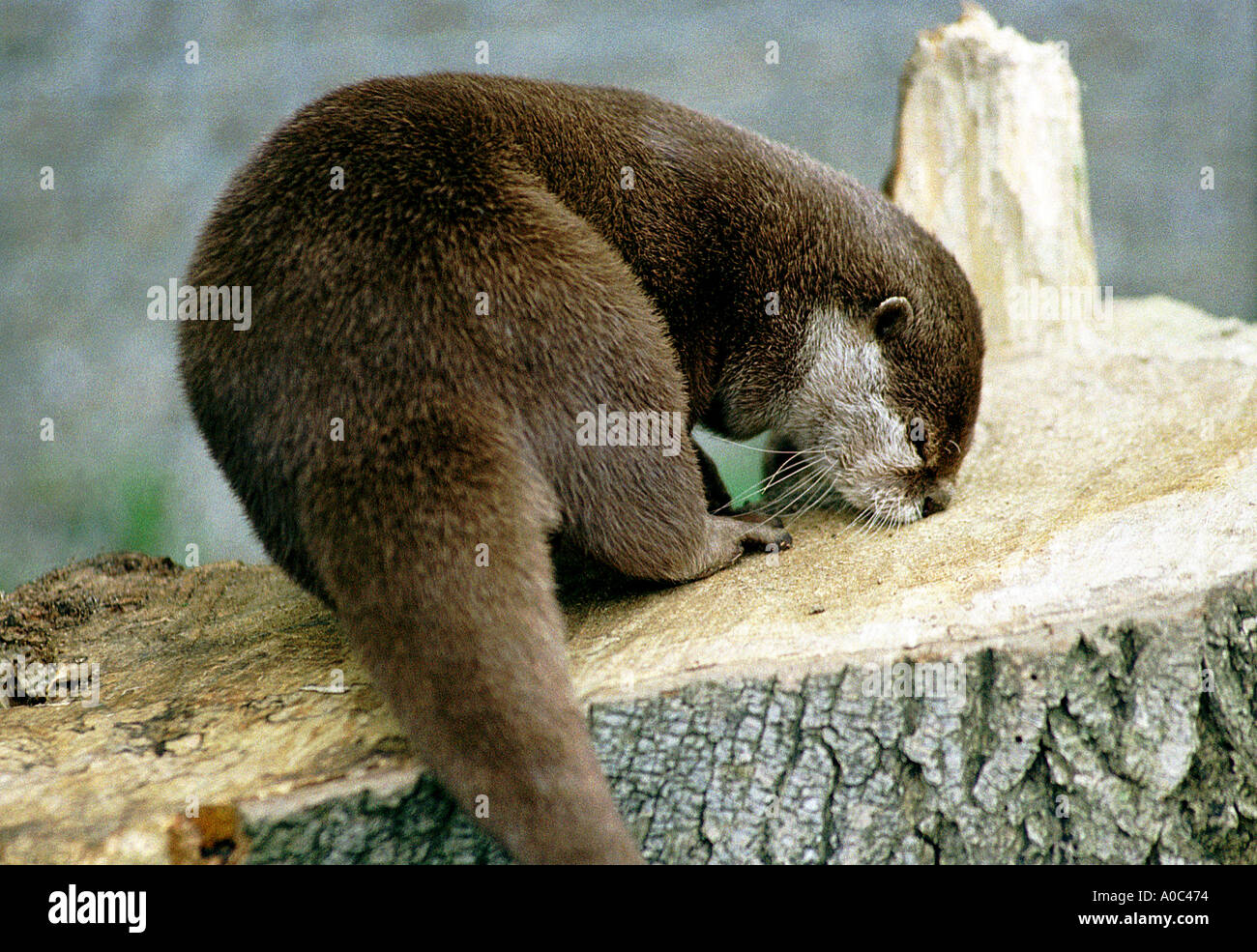 Otters at the Butterfly and Otter Sanctuary at Buckfast Leigh South ...
