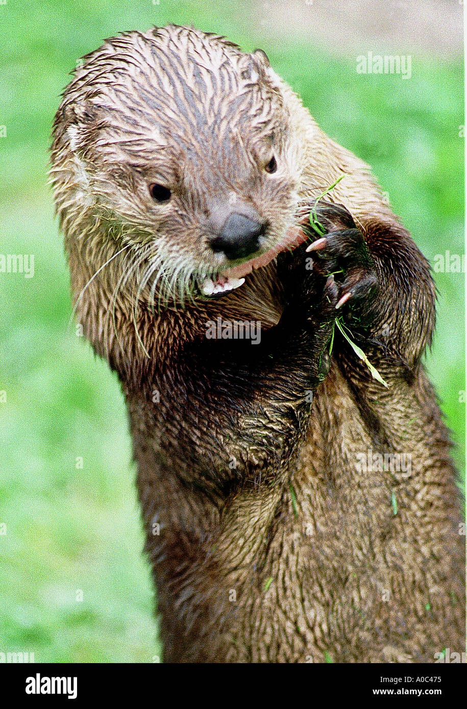 Otter at the Butterfly and Otter Sanctuary at Buckfast, South Devon UK ...