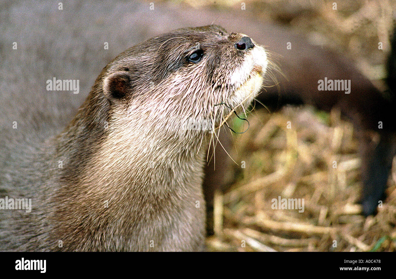 Otter at the sanctuary at Buckfast, South Devon UK where they have a ...