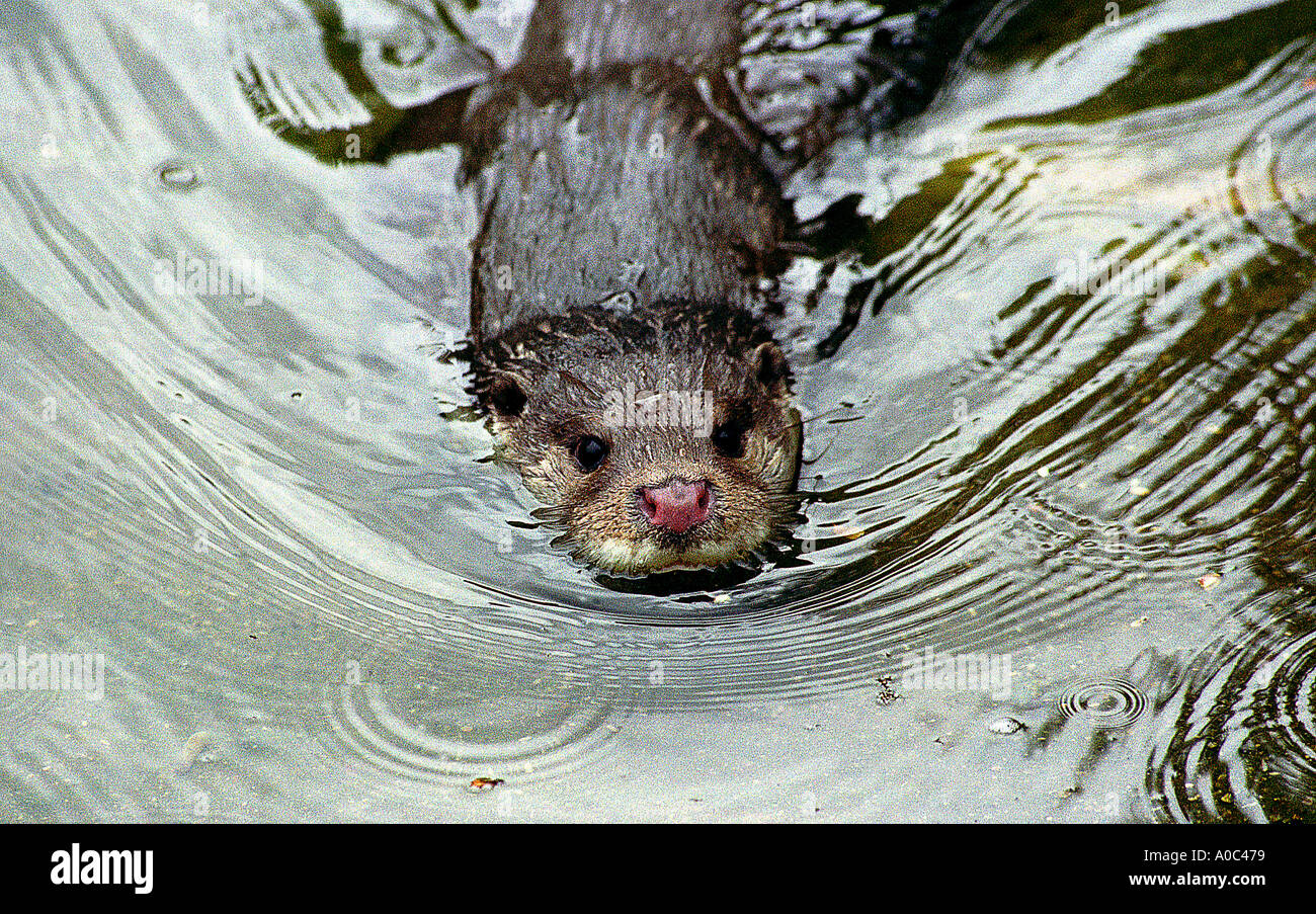 Otters at the Sanctuary South Devon UK where they have a successful ...
