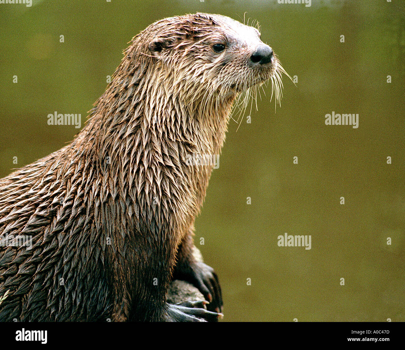 Canadian otters hi-res stock photography and images - Alamy