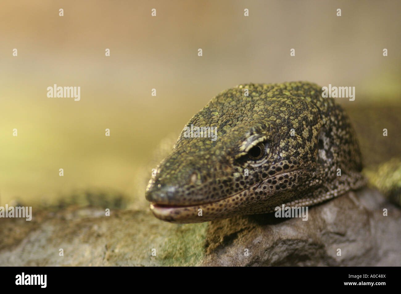 Mangrove monitor lizard hi-res stock photography and images - Alamy