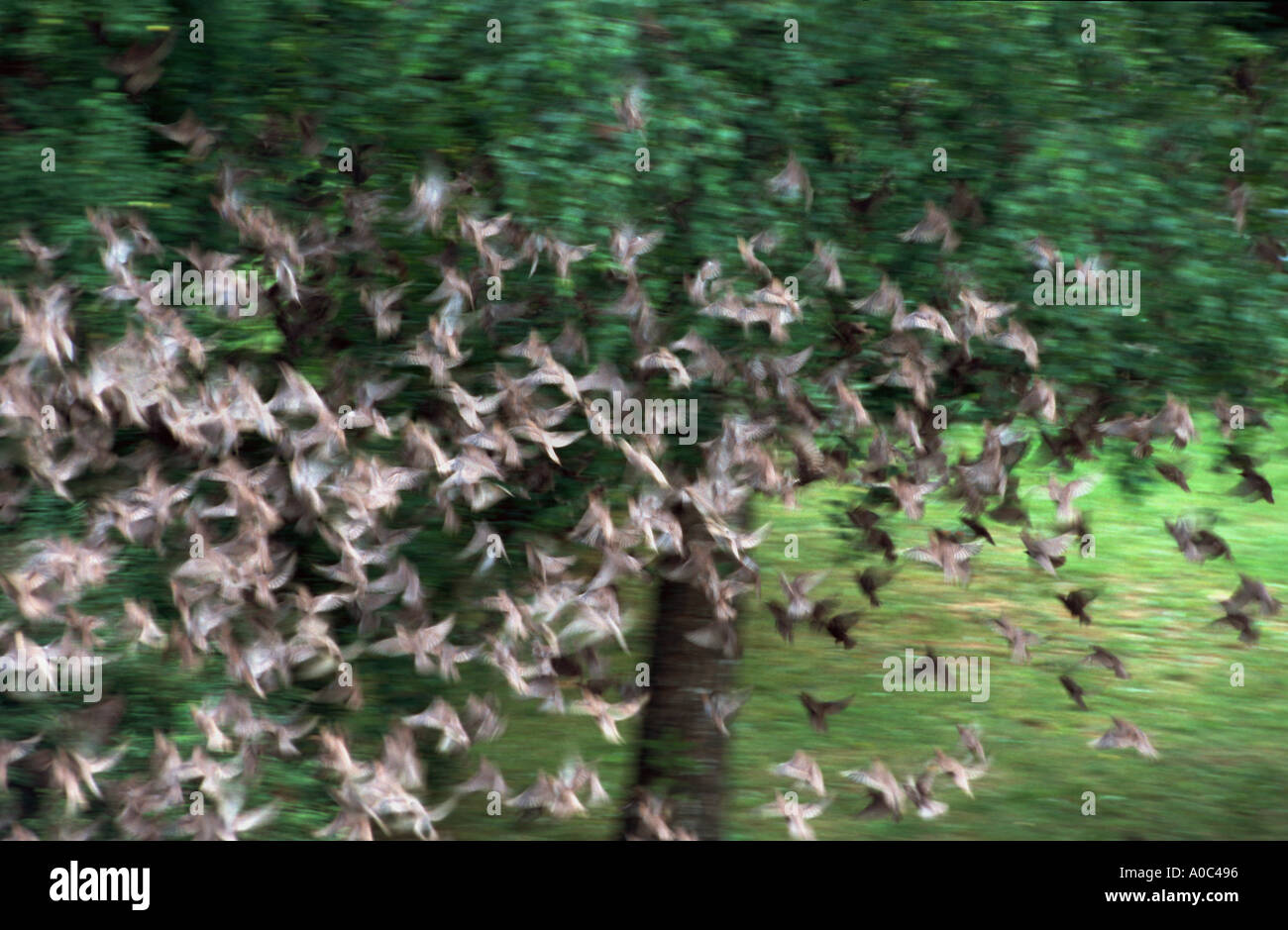 a swarm of birds flying up BIRD STARLING STARLINGS in movement group ...