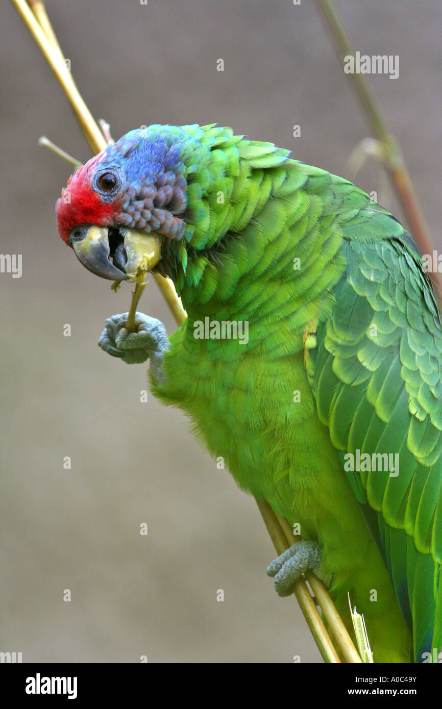 Striking parrot hi-res stock photography and images - Alamy