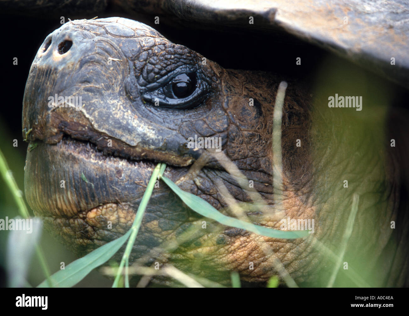 Portrait of giant tortoise Stock Photo - Alamy