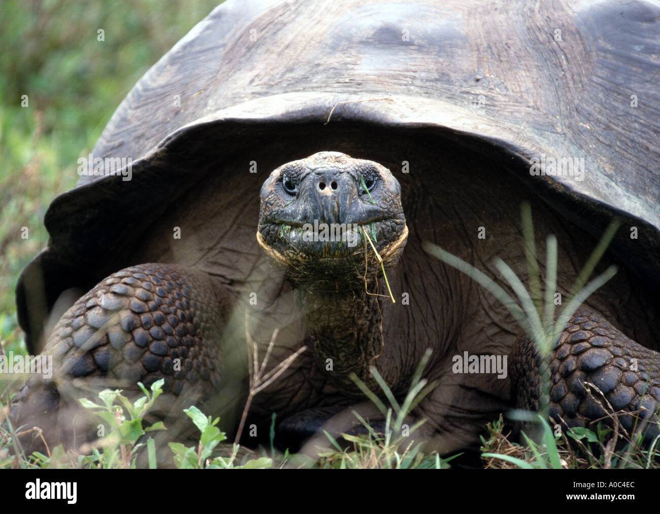 Giant tortoise on Santa Cruz Stock Photo - Alamy