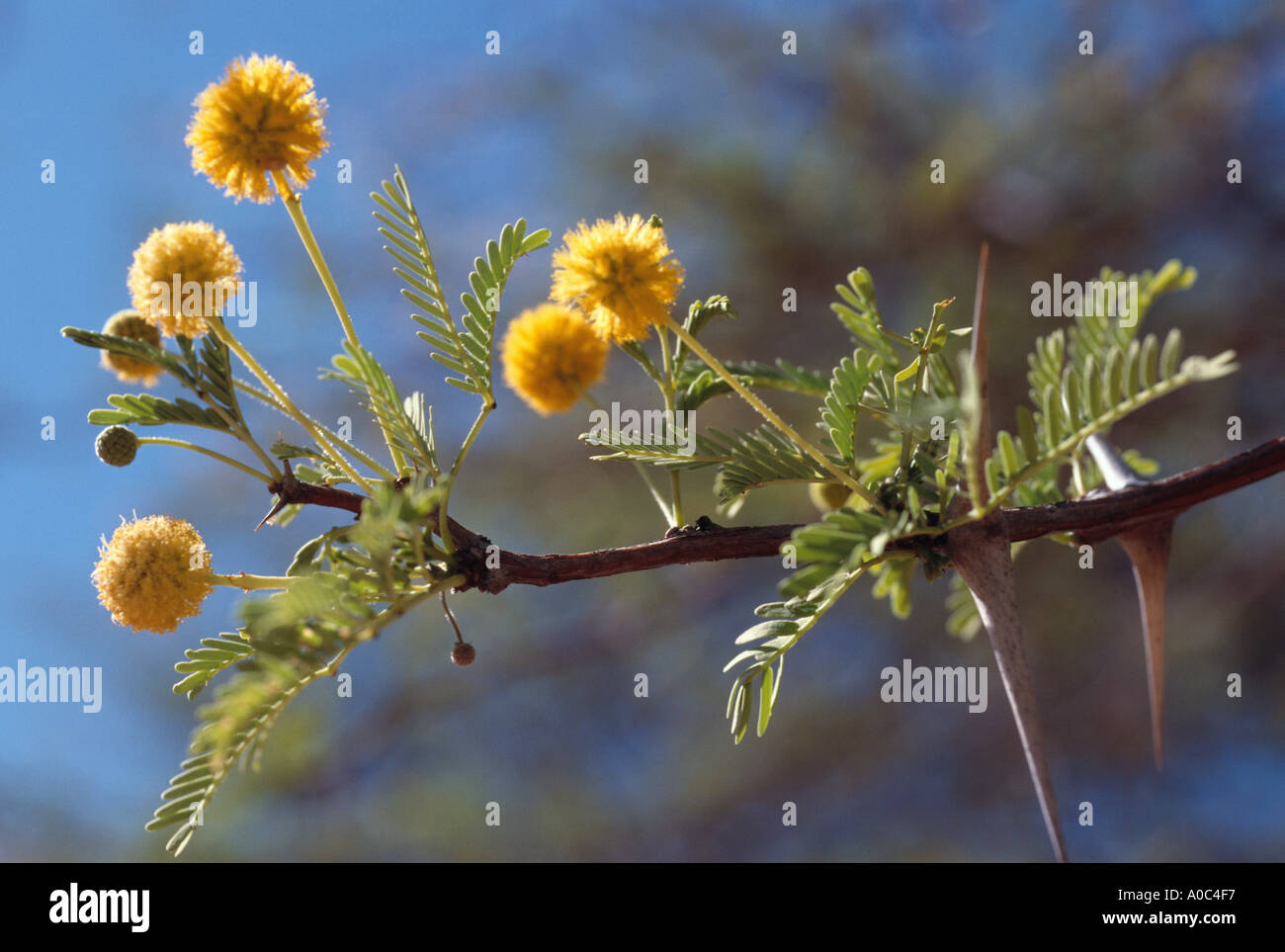 Flowers on acacia tree in Namibia Stock Photo - Alamy