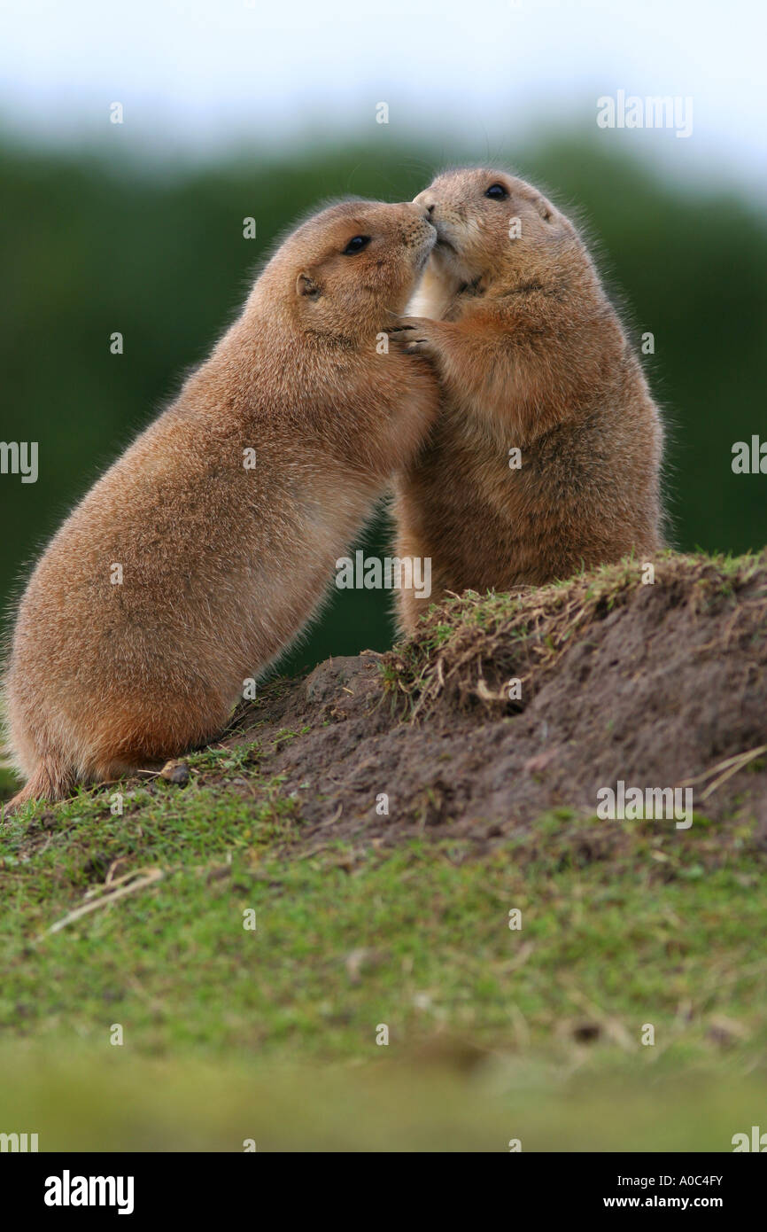 Wrestling underground hi-res stock photography and images - Alamy