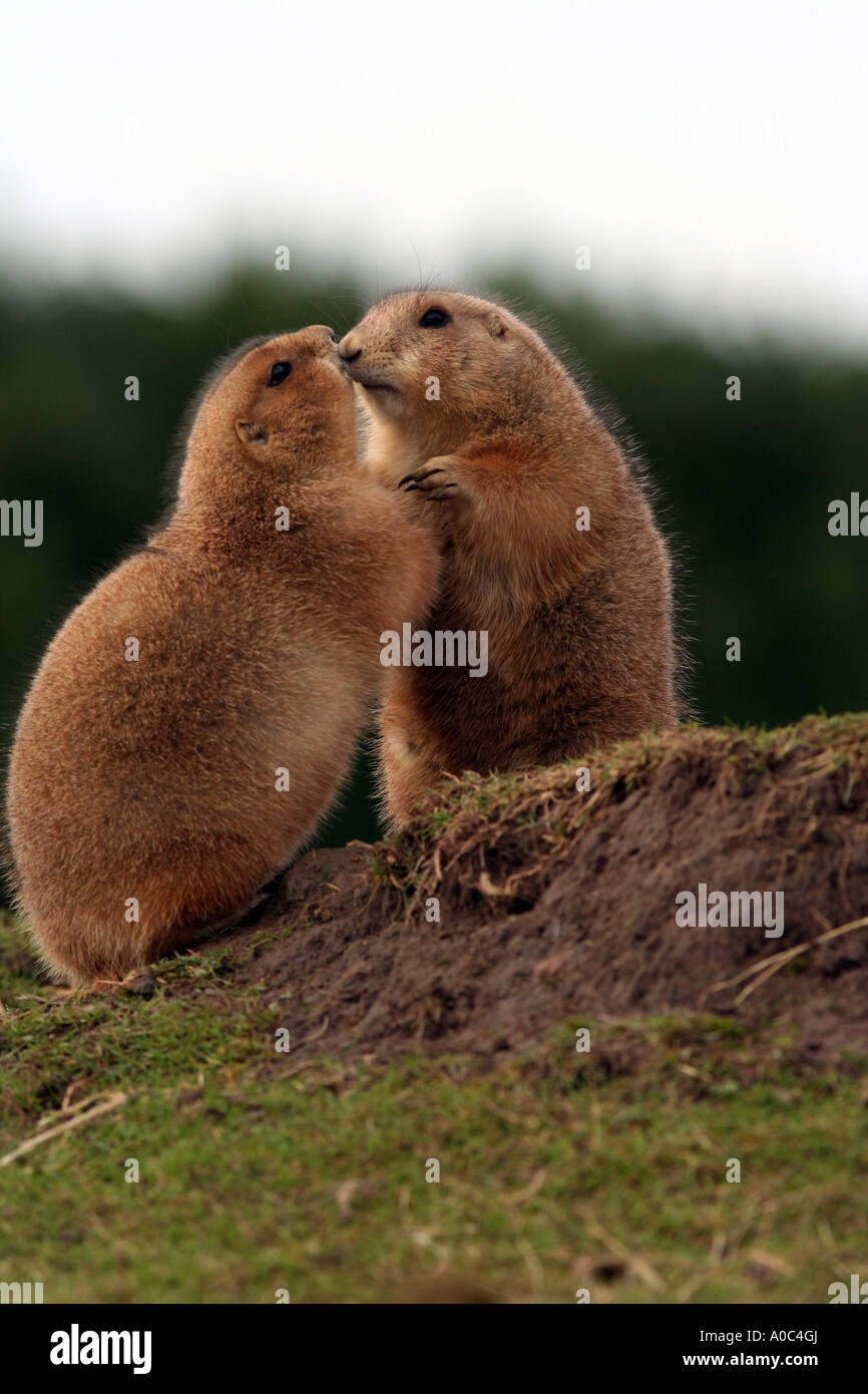 Wrestling underground hi-res stock photography and images - Alamy