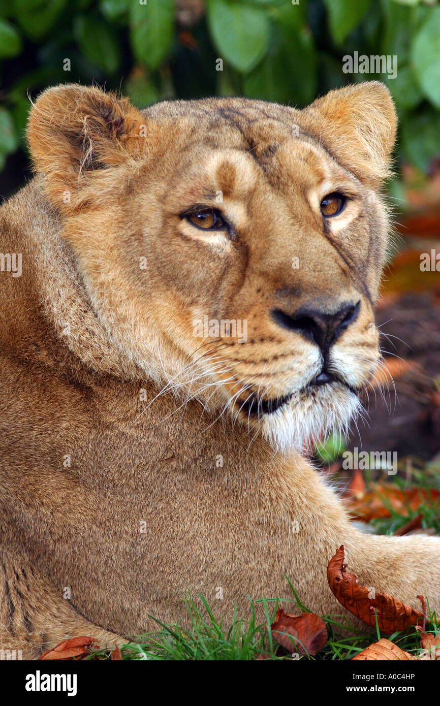 Asiatic lion group hi-res stock photography and images - Alamy