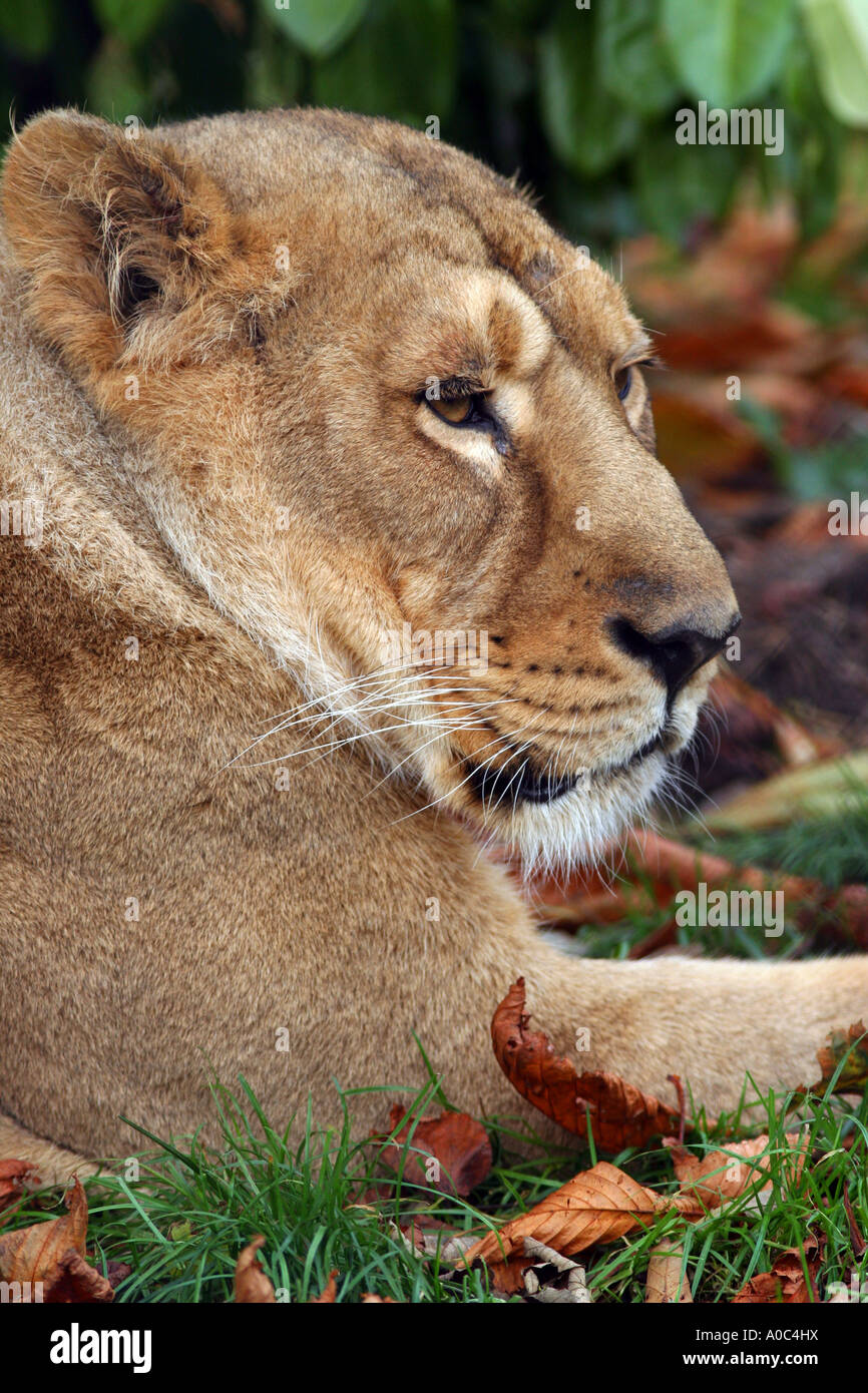 Asiatic lion group hi-res stock photography and images - Alamy