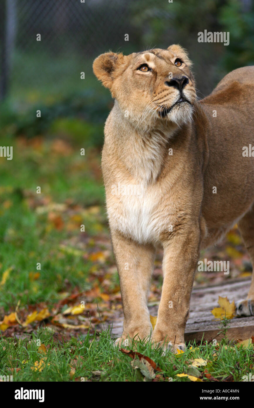 Asiatic lion group hi-res stock photography and images - Alamy