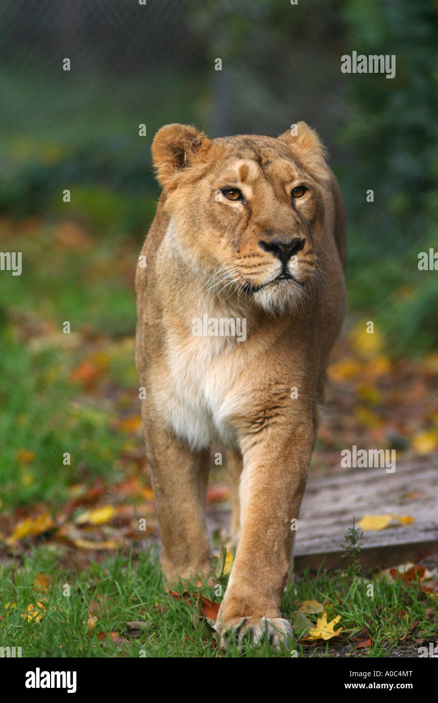 Asiatic lion group hi-res stock photography and images - Alamy