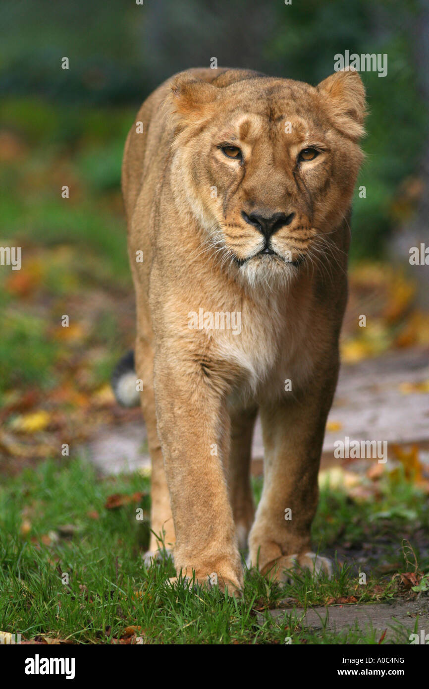 Asiatic lion group hi-res stock photography and images - Alamy