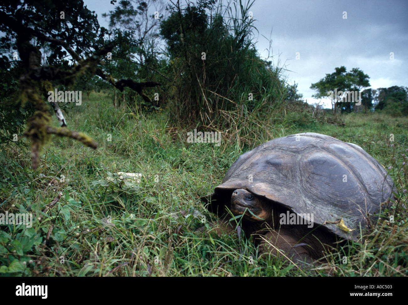 Giant tortoise in Santa Cruz Stock Photo - Alamy