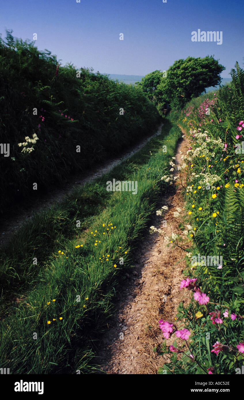 country lane in spring Devon England UK Stock Photo - Alamy