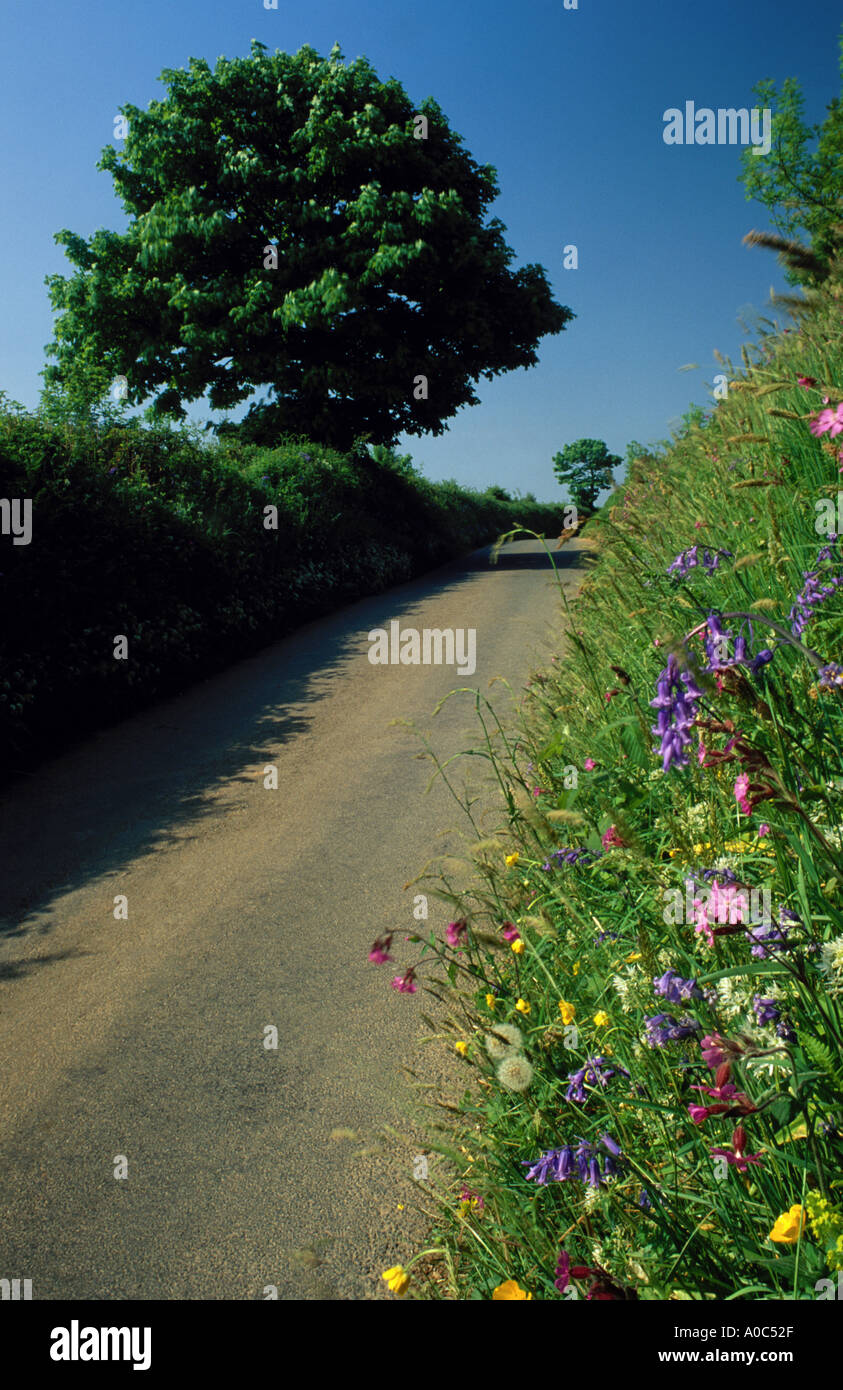 Devon lane in spring England UK Stock Photo - Alamy
