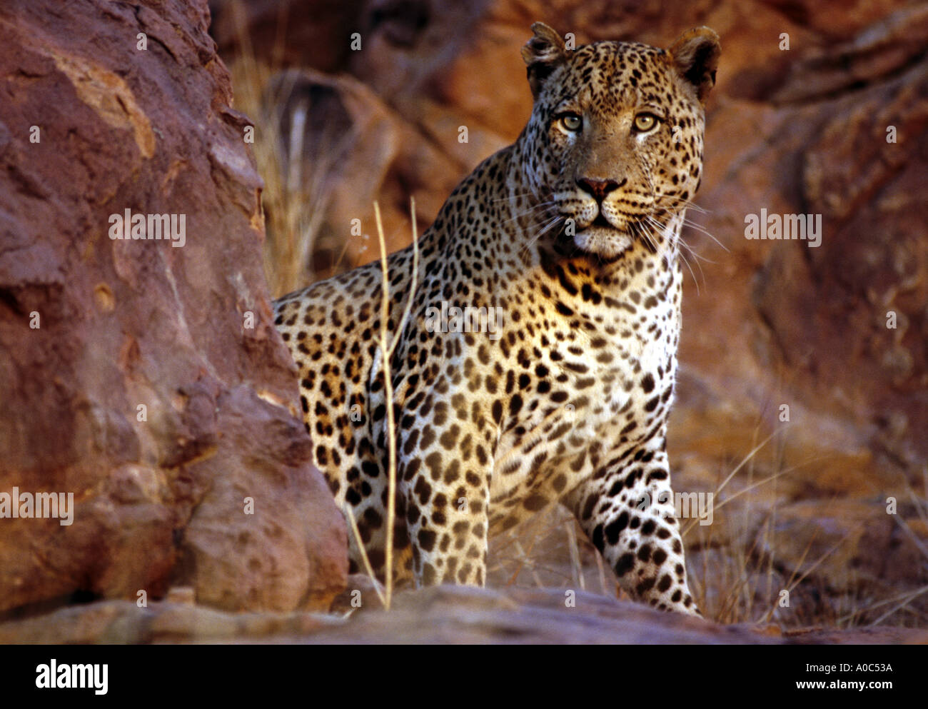 Leopard looking for a prey in Namibia Stock Photo - Alamy