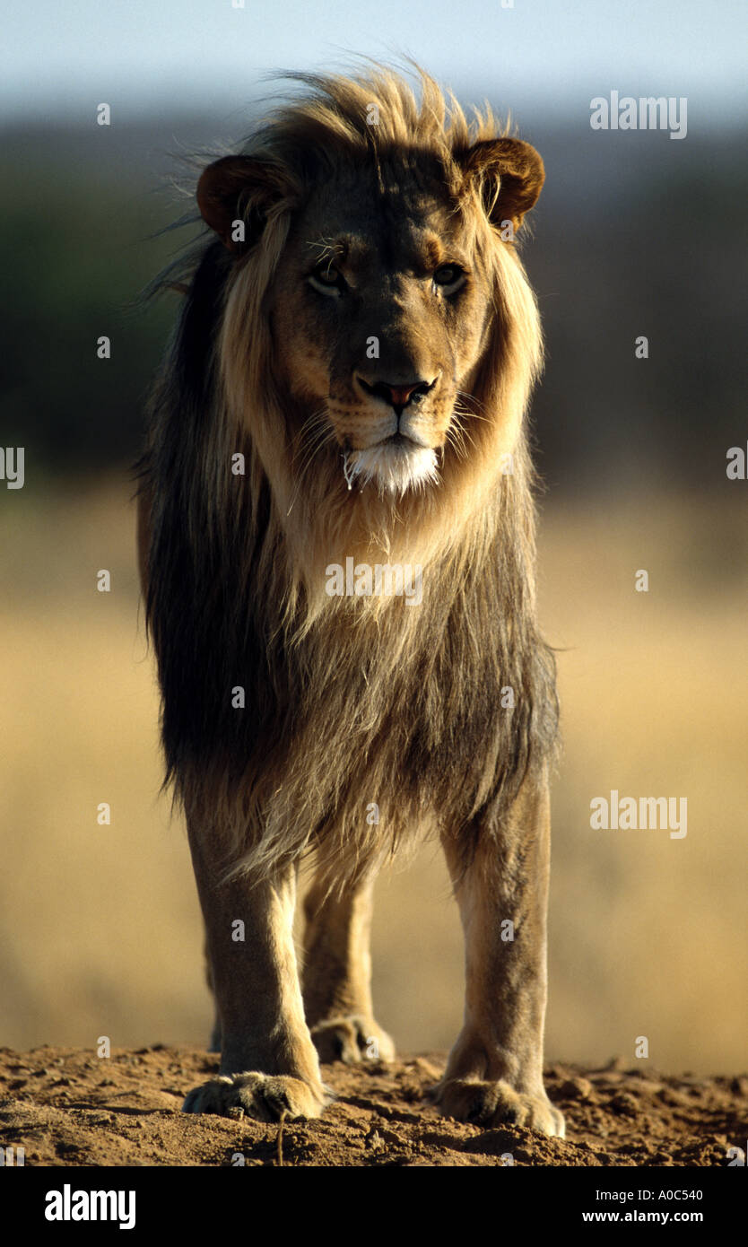 Male Lion watching in Namibia Stock Photo - Alamy