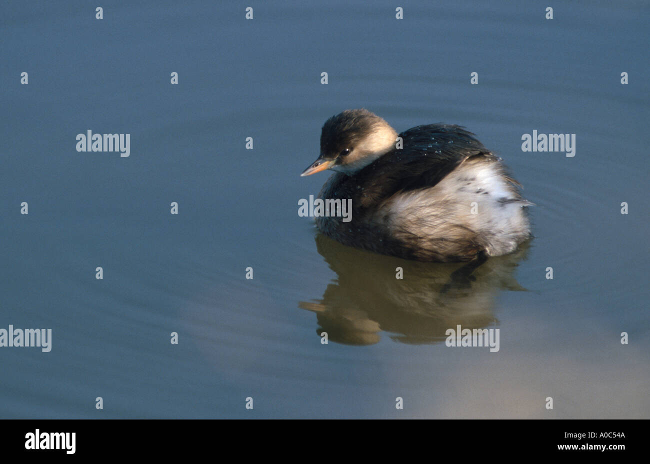 Little Grebe in winter in Holland Stock Photo - Alamy