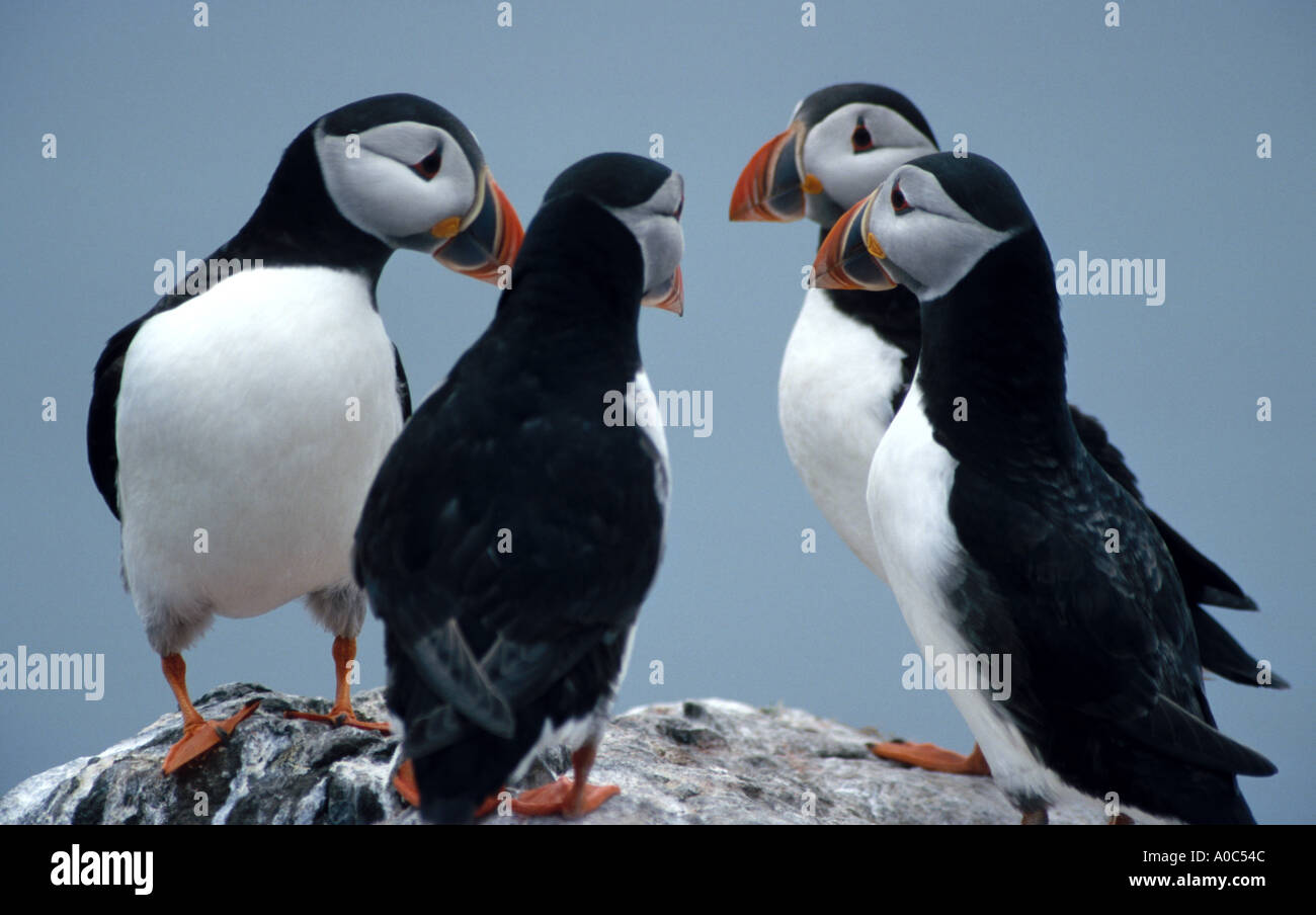 Puffins talking to eachother Stock Photo - Alamy