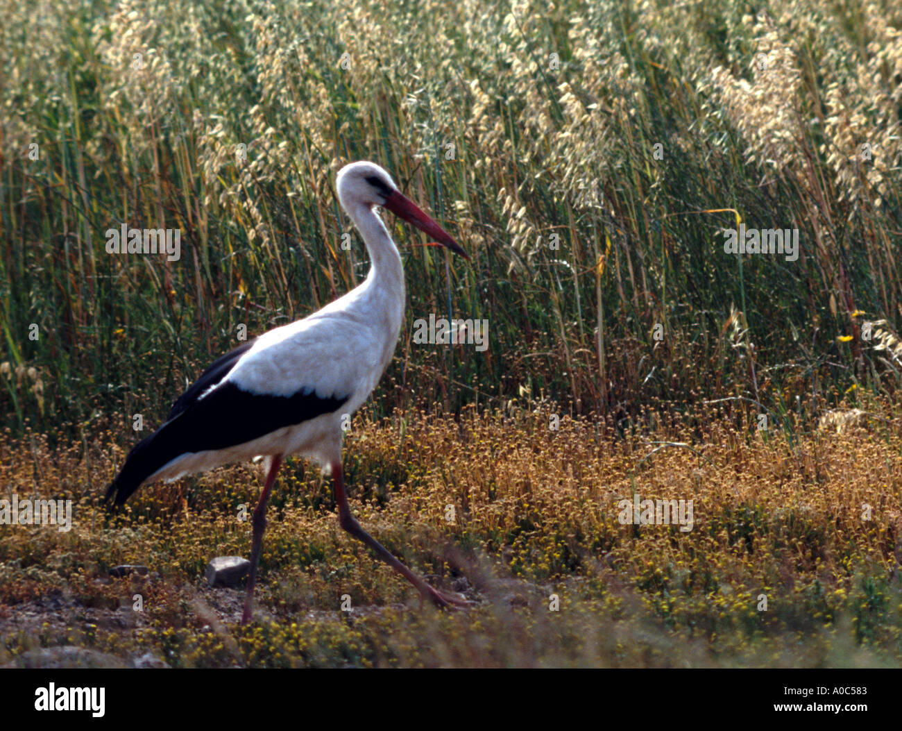 Stork in Holland Stock Photo - Alamy