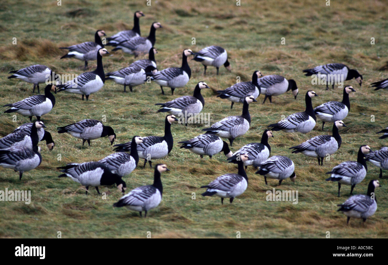Barnacle Geese in Holland Stock Photo - Alamy