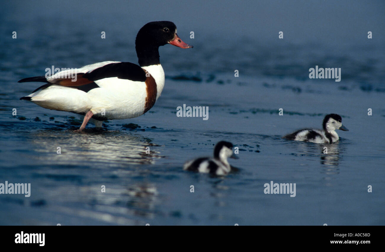 Shelduck with young in Holland Stock Photo - Alamy