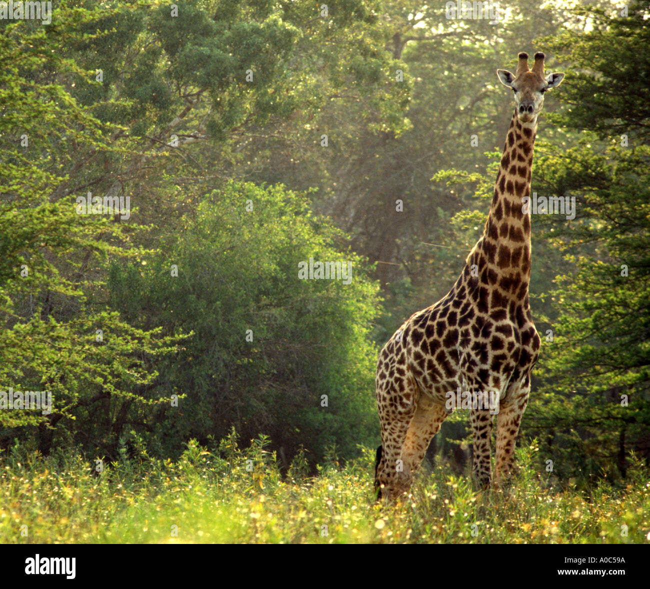 Giraffe in morning light Stock Photo - Alamy