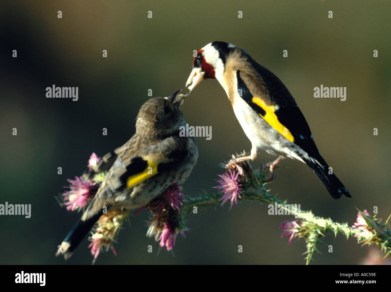 Goldfinch Baby Stock Photos & Goldfinch Baby Stock Images - Alamy