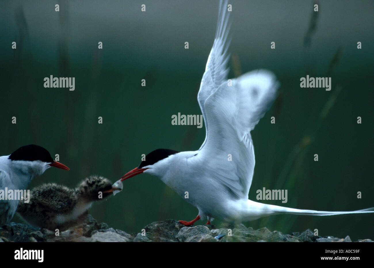 Stern feeding young birds hi-res stock photography and images - Alamy