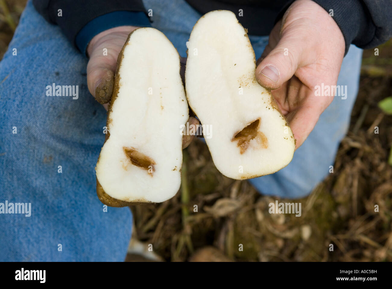 Potato hollow heart hi-res stock photography and images - Alamy