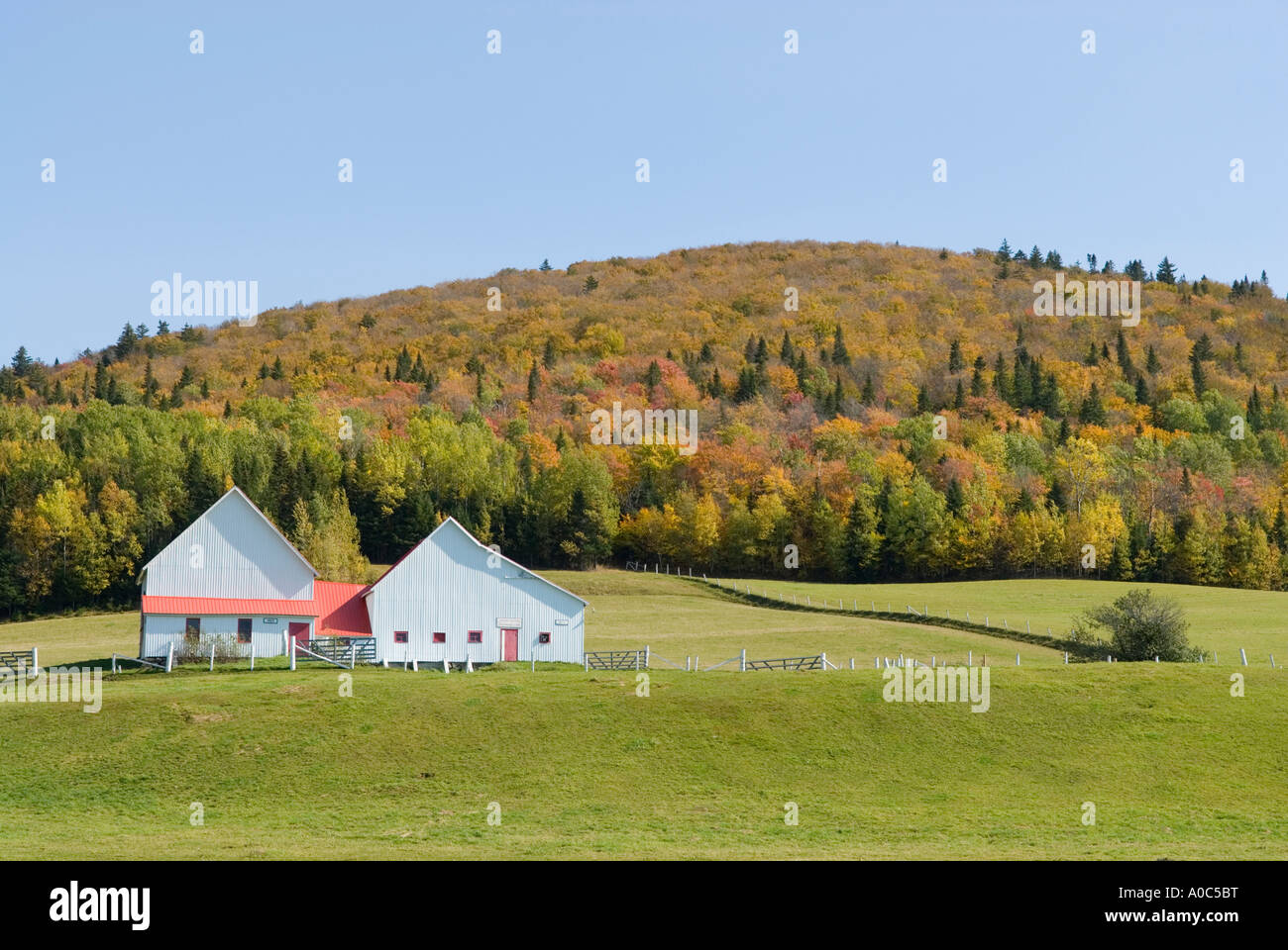 Stock image of a white barn green pasture and fall foliage in Northern ...