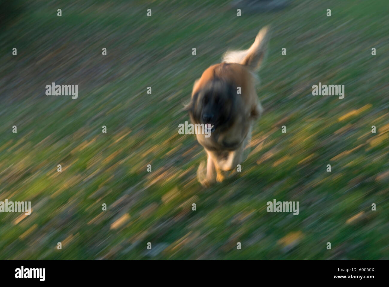 Leonberger running hi-res stock photography and images - Alamy