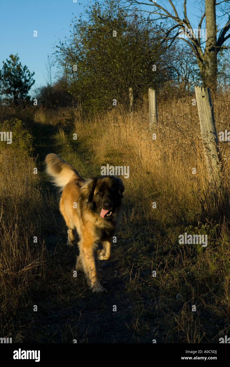 Stock image of a Leonberger dog running in a field Stock Photo - Alamy