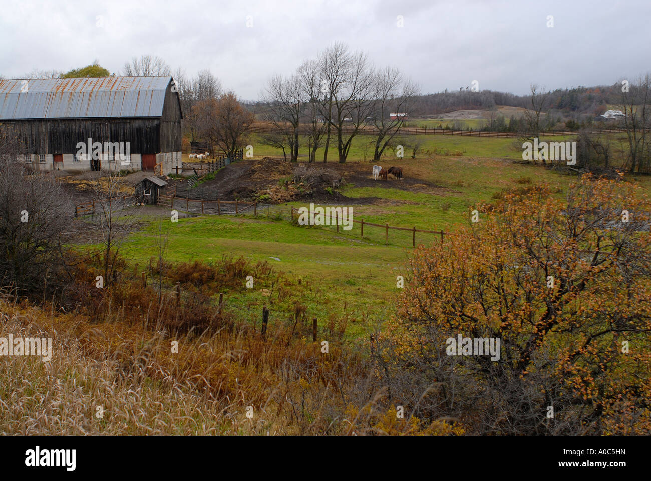 Stock image of an old weathered barn and barnyard with livestock on a ...