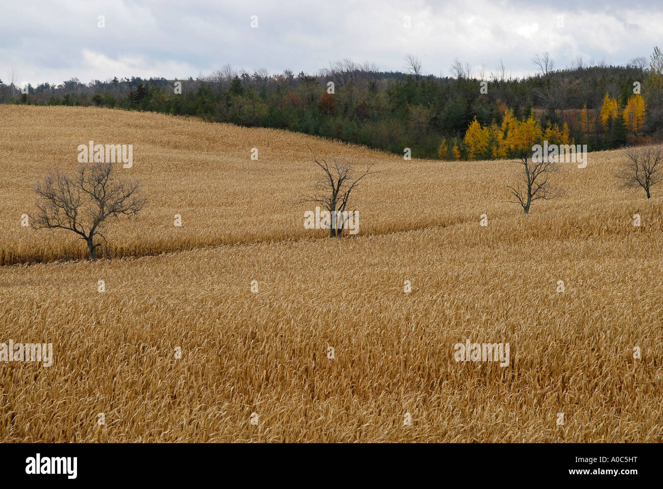 Stock image of a grain field in fall on a grey overcast day in Southern ...
