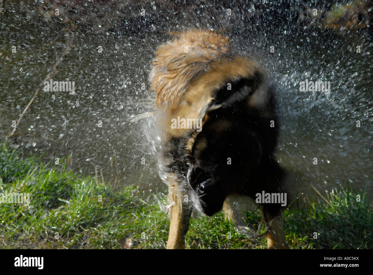 Stock image of a dog shaking water off of itself Stock Photo - Alamy