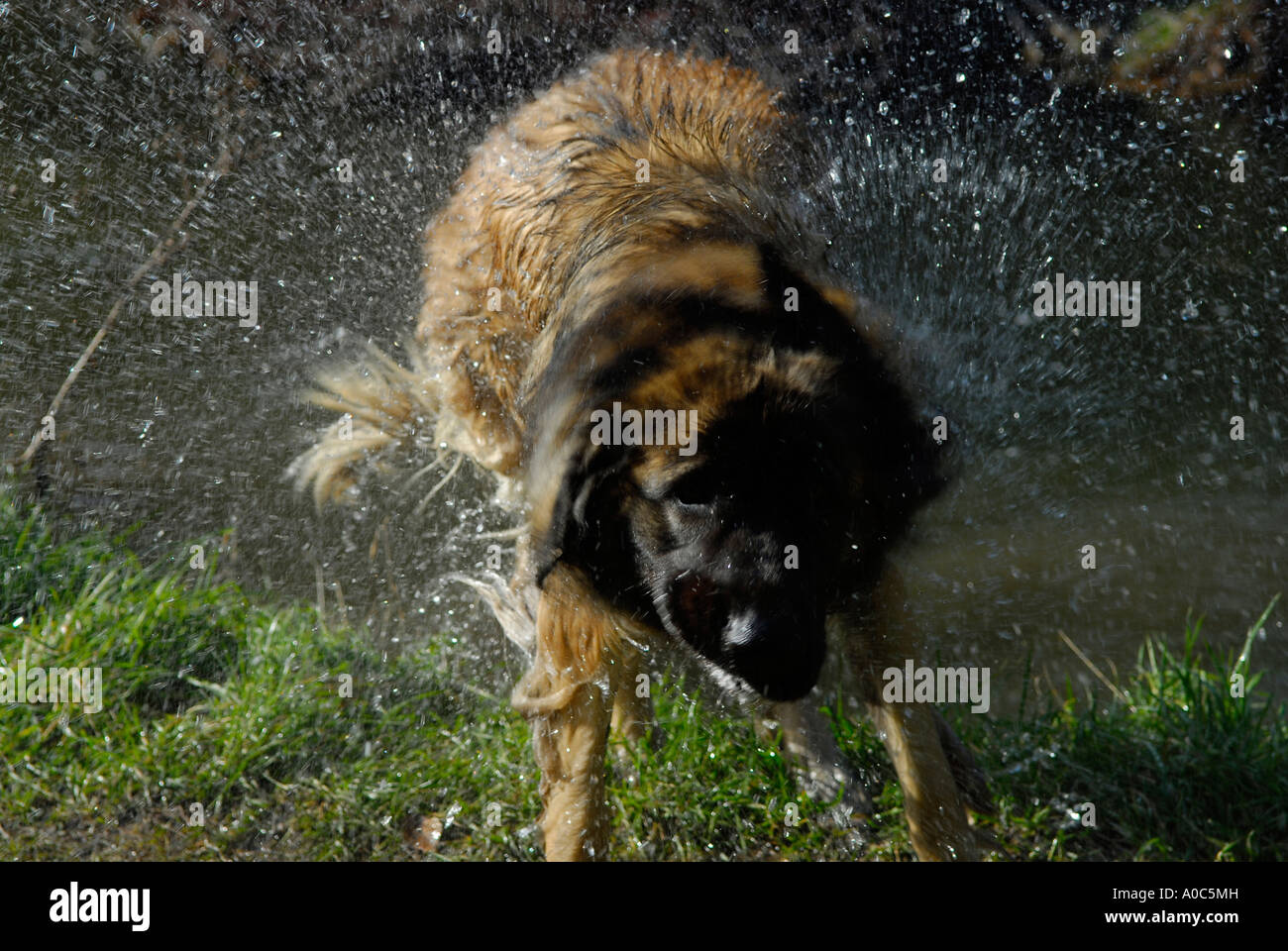 Shaking water off dog hi-res stock photography and images - Alamy