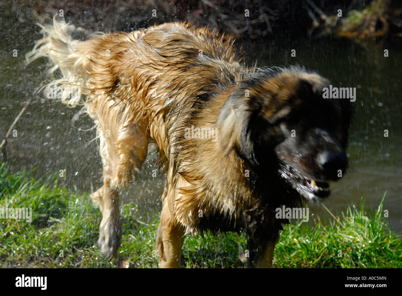 Stock image of a dog shaking water off of itself Stock Photo - Alamy
