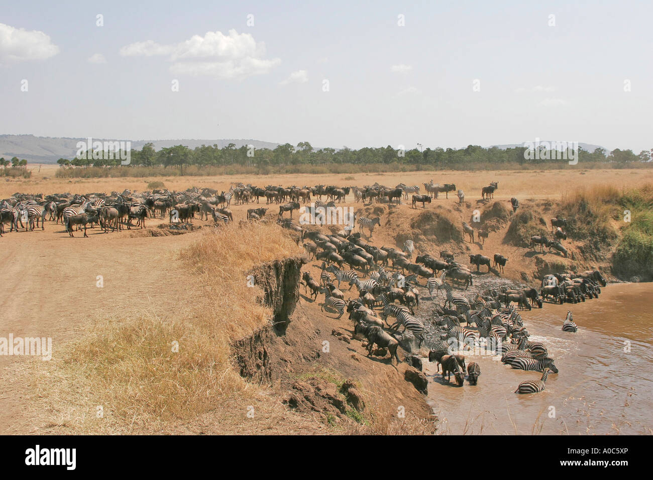 Wildebeest crowd into river in Africa Stock Photo - Alamy