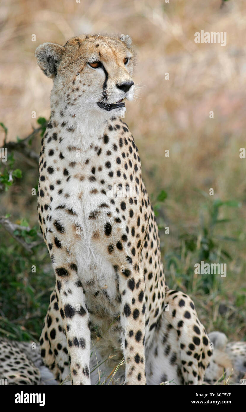 Cheetah female in Africa Stock Photo - Alamy